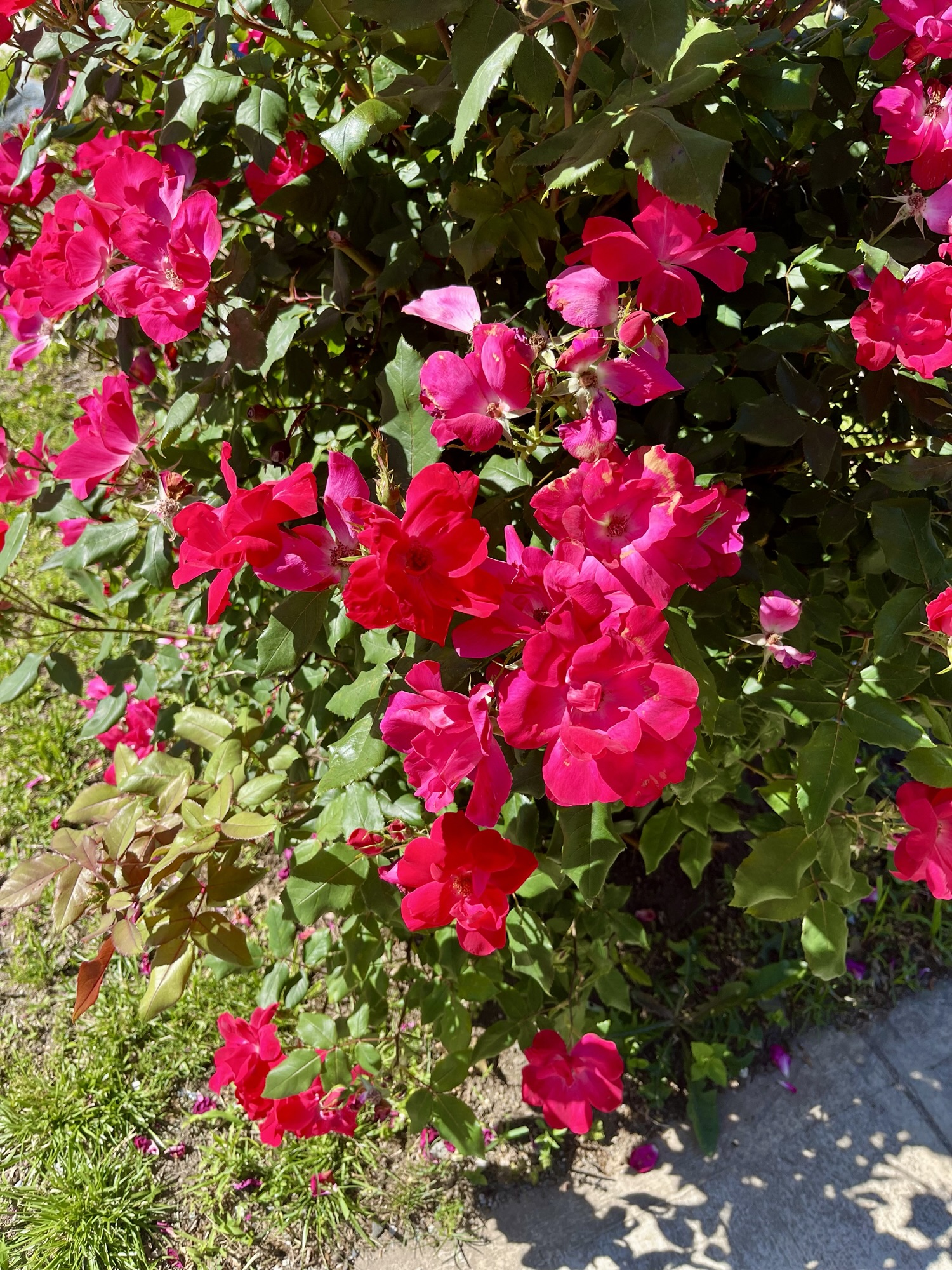 Passing by a Chinese rose bush on a morning run – Sila Blume